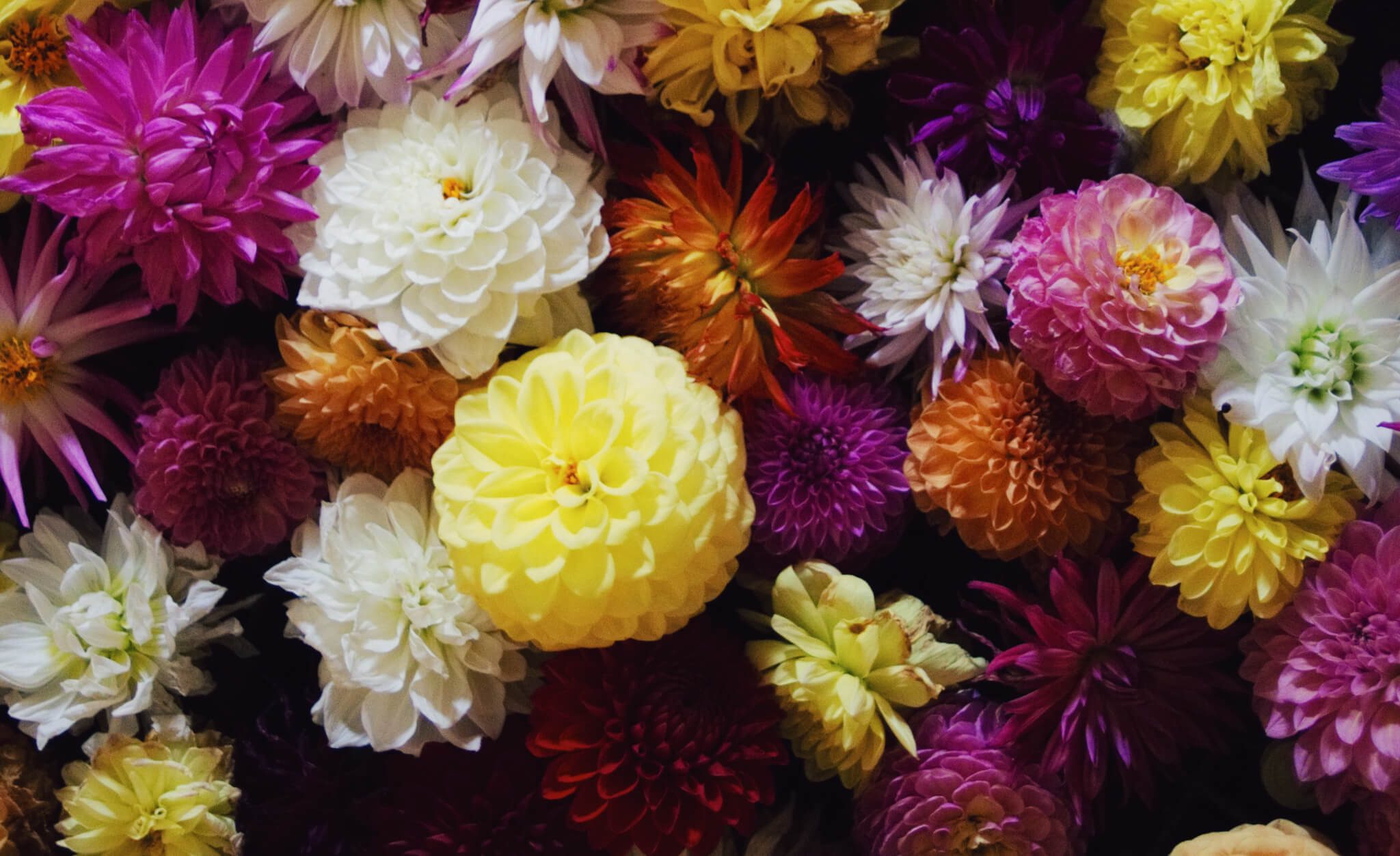 Die schönsten Sträuße der Stadt · Blumen Müller